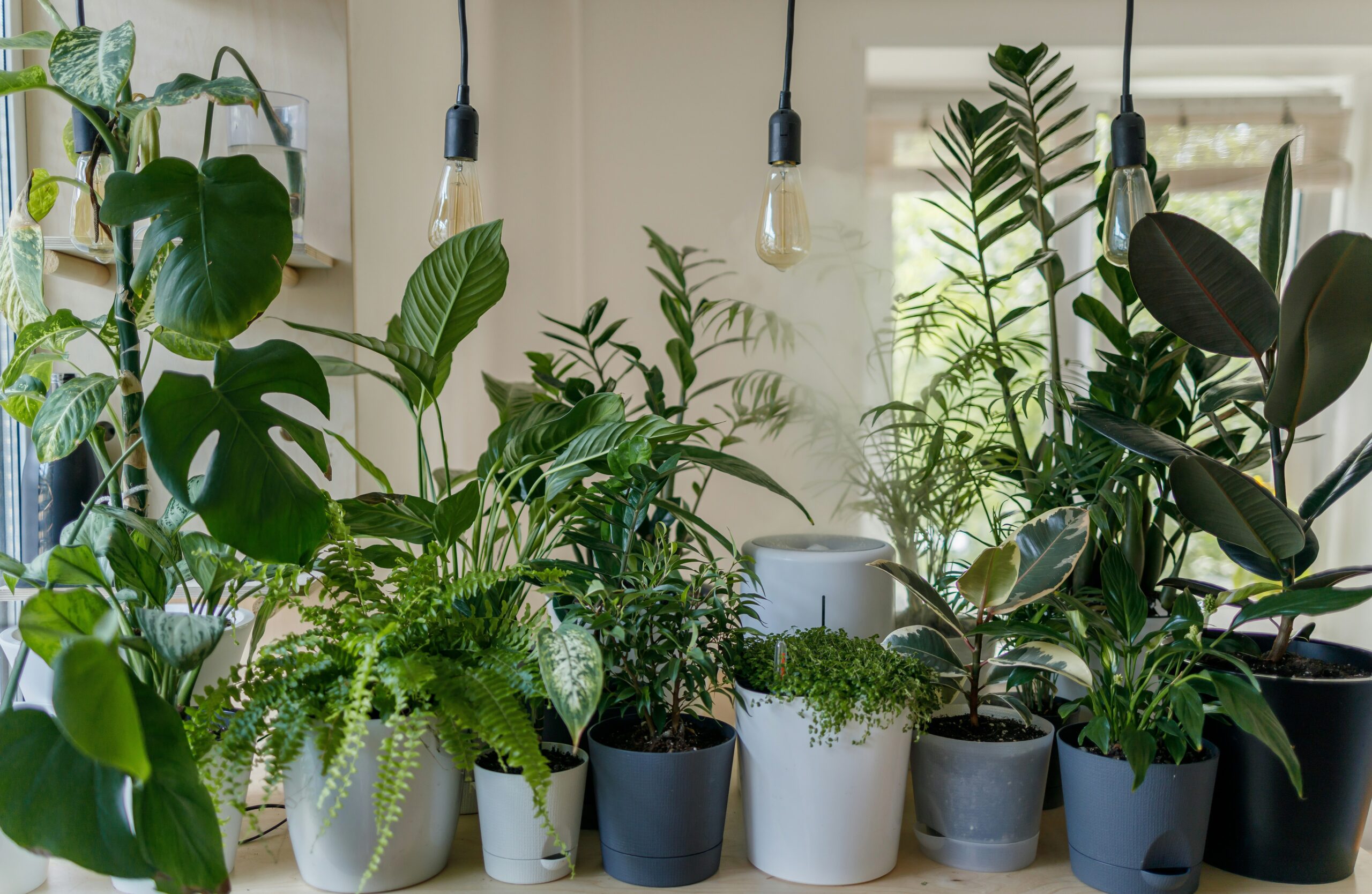 Choosing the Right Plants for Your Home: A Beginner's Guide - LUX & LUSH